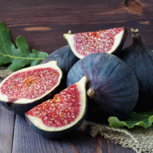Fig - Black Genoa (Medium) – Fruitopia Nursery