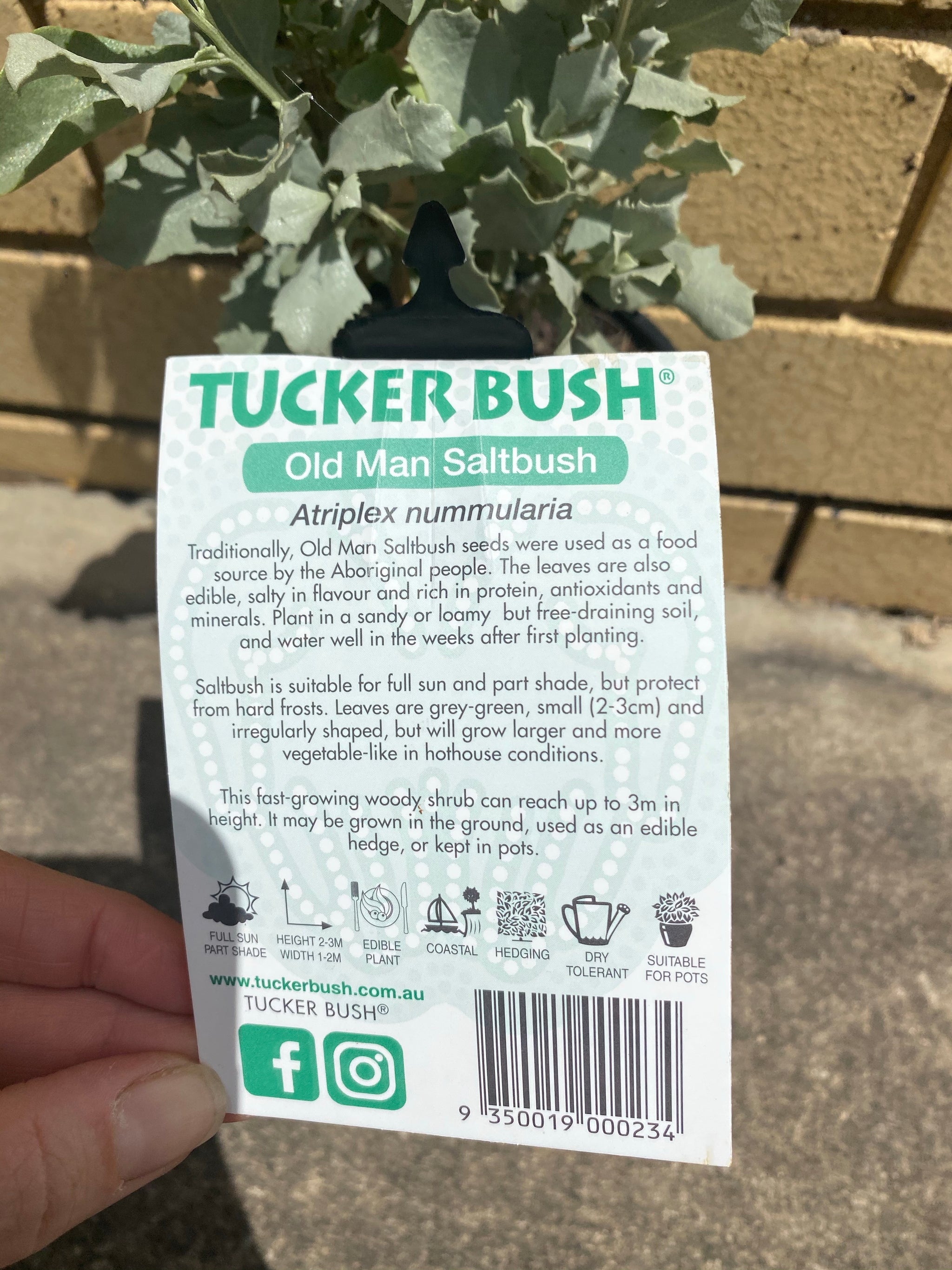Old Man Salt Bush – Fruitopia Nursery