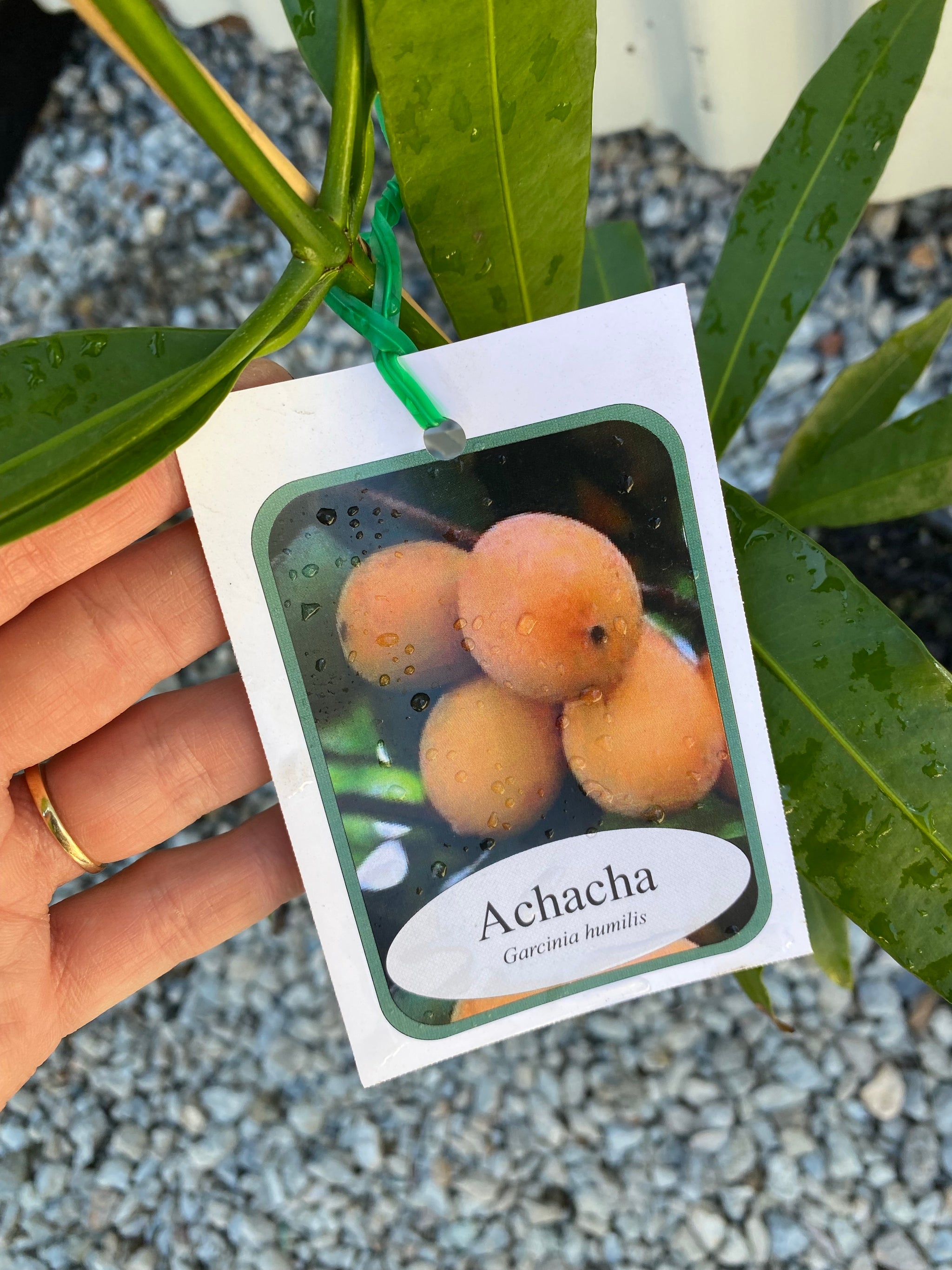 Achacha – Fruitopia Nursery