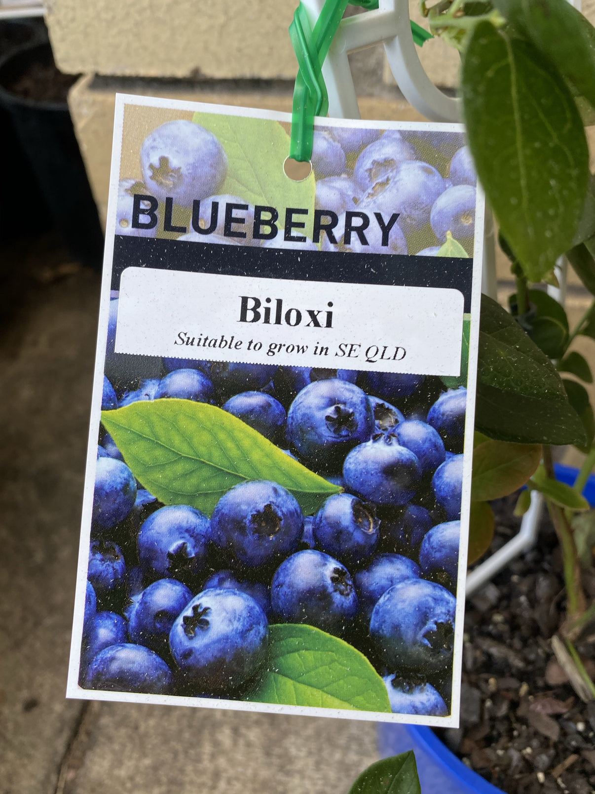 Blueberry - Biloxi – Fruitopia Nursery