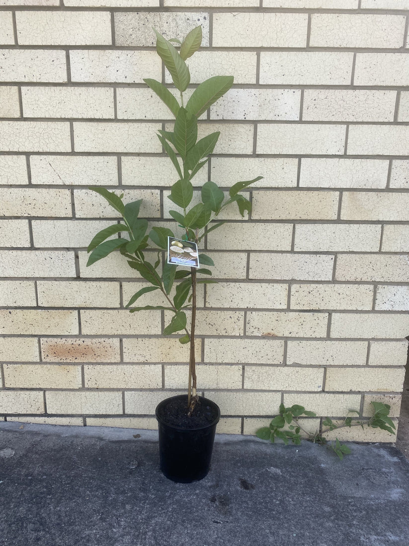 Guava - Mexican Cream – Fruitopia Nursery