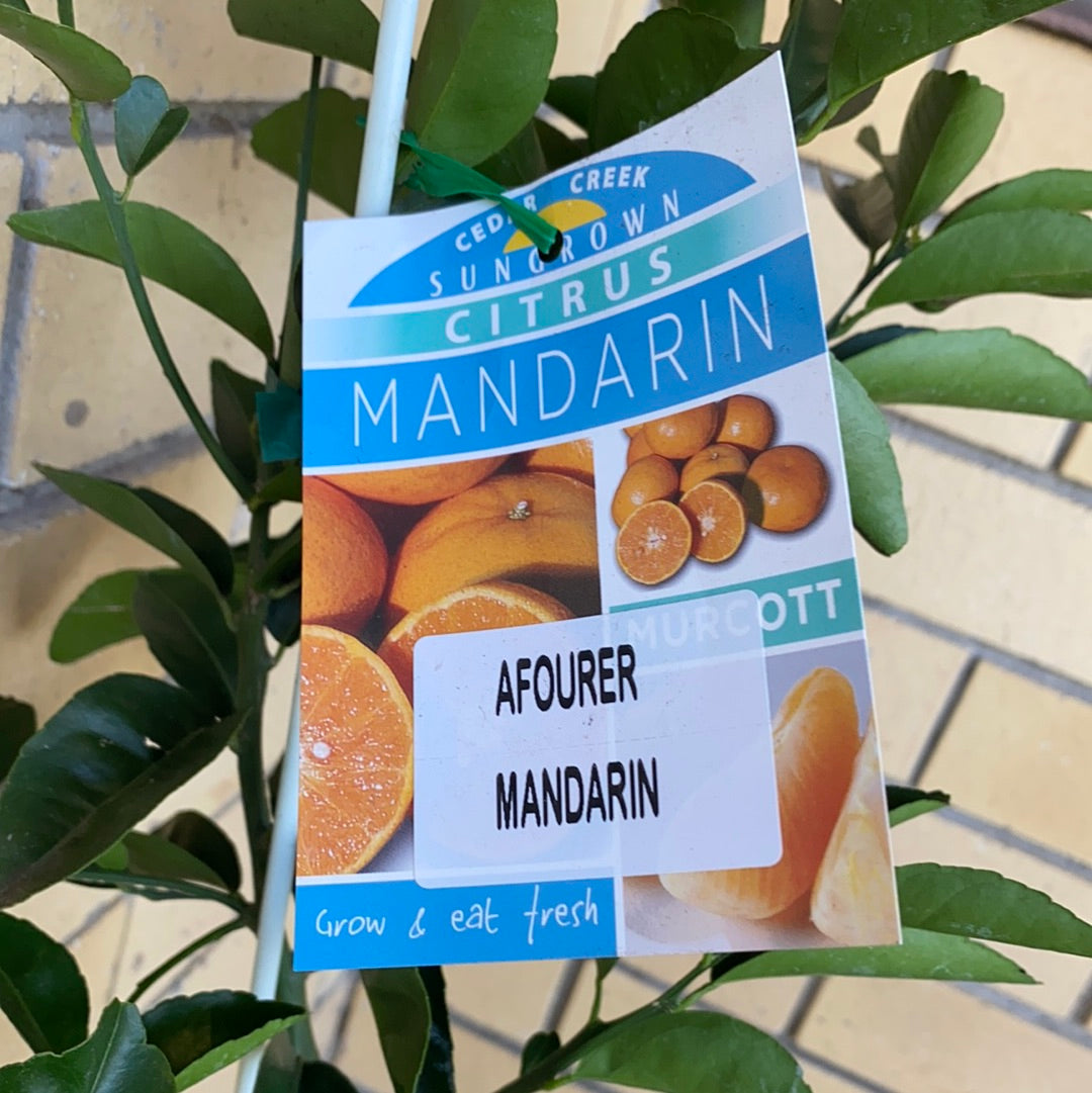 Mandarin - Afourer QLD ONLY – Fruitopia Nursery